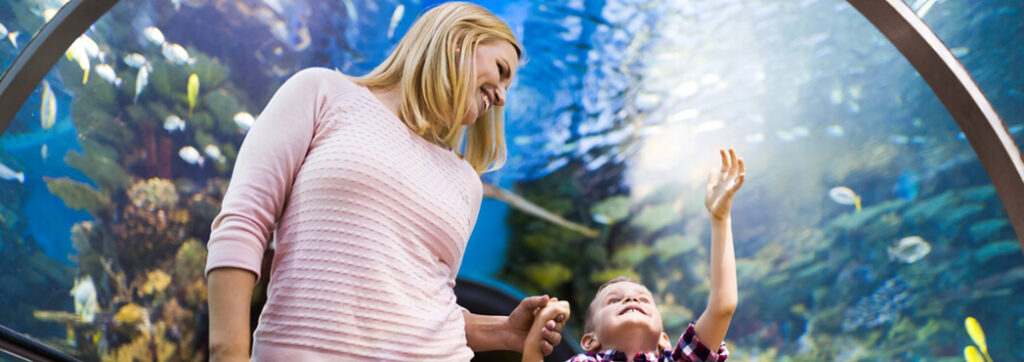 Dubai Aquarium and Underwater Zoo Tour Tickets at Best Deals