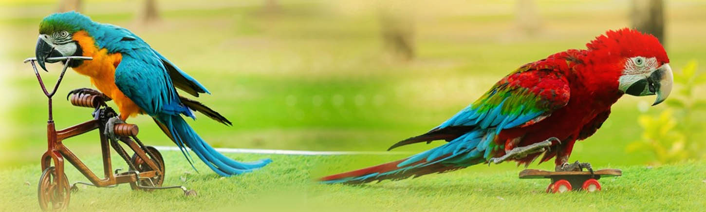 Creek Park Exotic Bird Show Tickets & Offers (Dubai Dolphinarium)